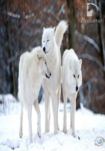 Sister She Wolves-Dreame