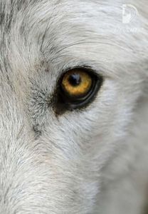 The Abyssal Wolf-Dreame