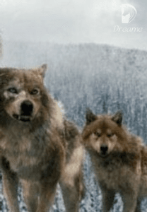 Surrounded by wolves-Dreame